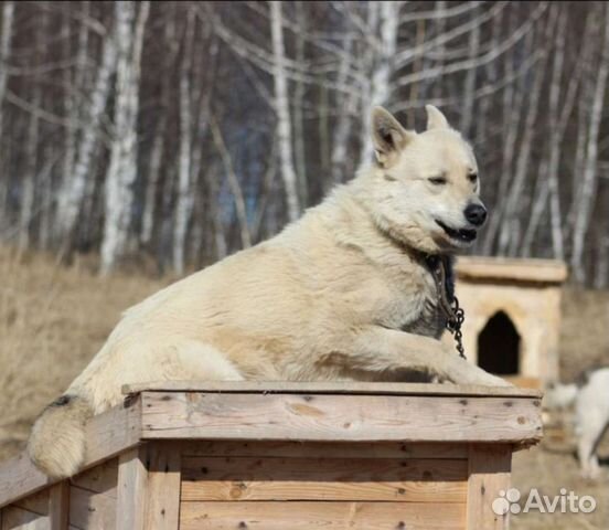 Собака кобель в хорошие руки