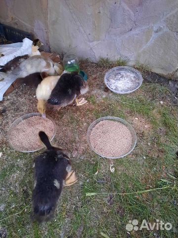 Мускусные утки