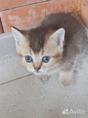 Кошки