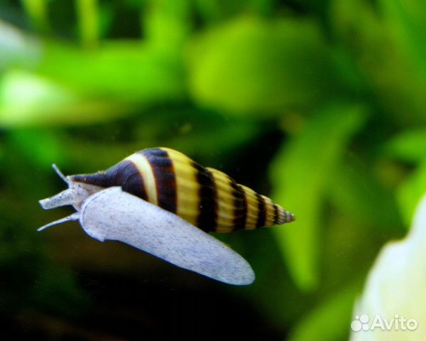 Улитка Хелена, Аквариумные растения