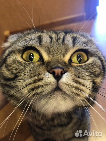 Кошка,вредная шерстяная стерва.цена 1 миллион.леди