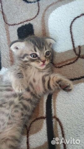 Британские котята