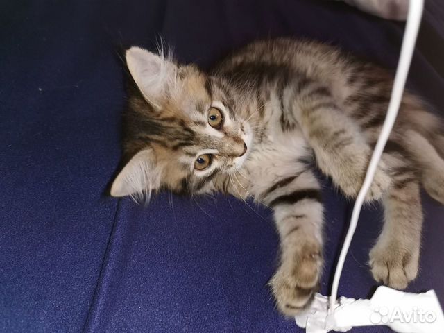 Котенок гибрид Чаузи
