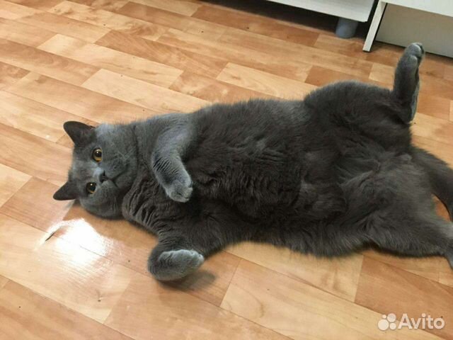 Чистокровный британец