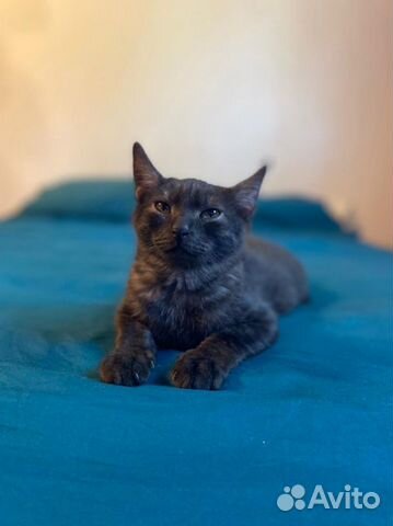 Брутальный мачо