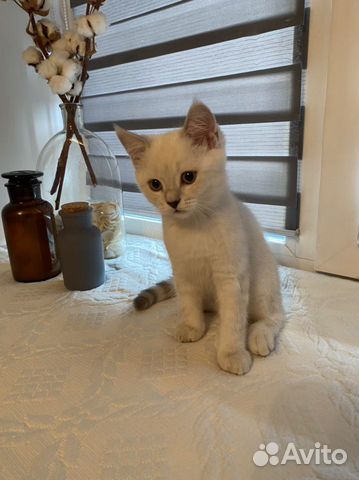 Шотландские котята