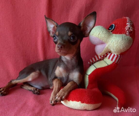 Мини той-терьер щенки продажа