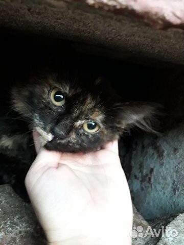 Котенок бездомный