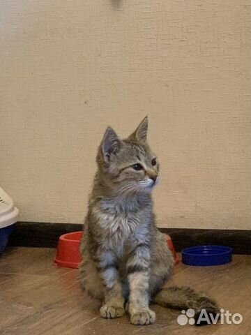 Кошечка примерно 3 месяца Найдена в парке