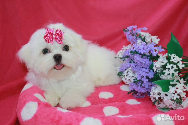 Очаровательная малышка мальтезе 4 мес