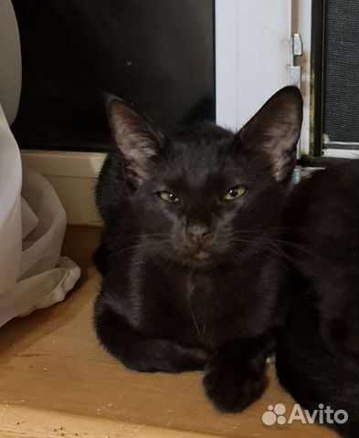 Кошка в дар