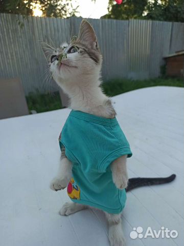 Котенок в дар в ответственные ручки