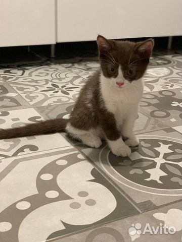 Отдам котенка в добрые руки (бесплатно)