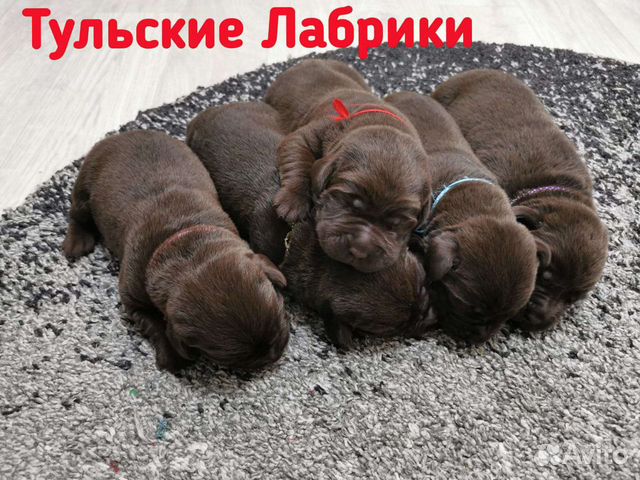 Щенки лабрадора ретривера
