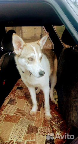 Щенок Сибирский хаски, помесь