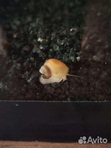 Улитки аквариумные