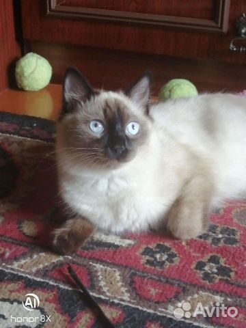 Кот Тиша
