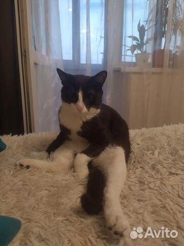 Кот бесплатно