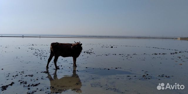 Продам корову-первотелку