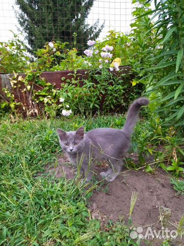 Котенок, серый а-ля русская голубая