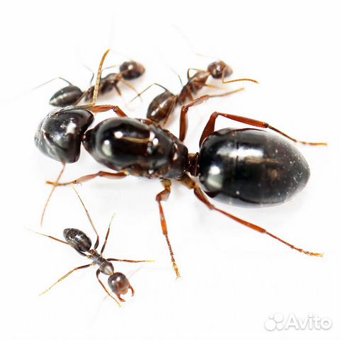 Муравьи Camponotus saxatilis