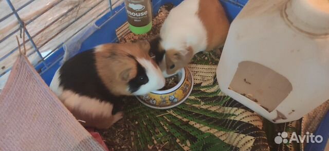 Отдам в добрые руки пару морских свинок