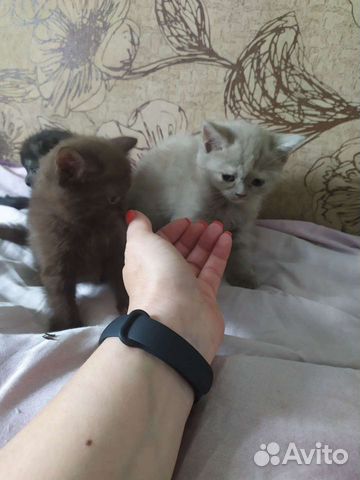 Шотландские вислоухие котята мраморные