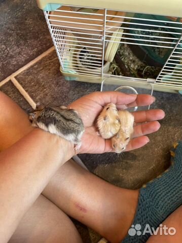 Джингарики, хомячки