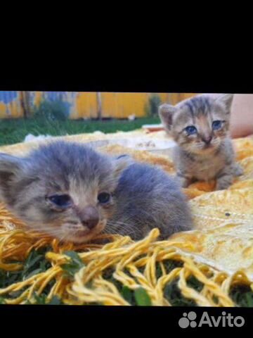 Котята в добрые руки