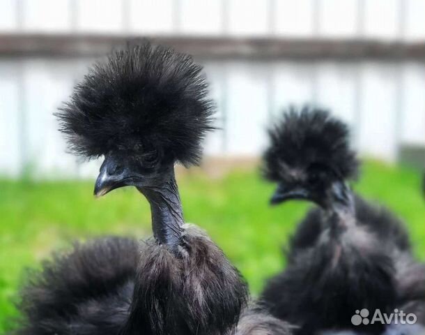Продам Китайкую Шелковую Курицу
