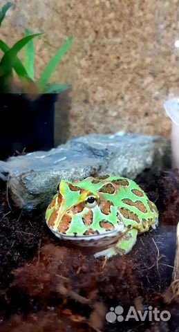 Лягушка украшенная рогатка