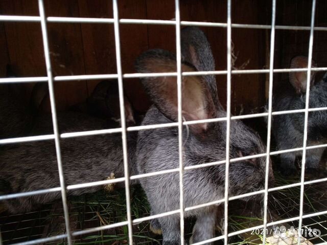 Кролики Полтавское серебро