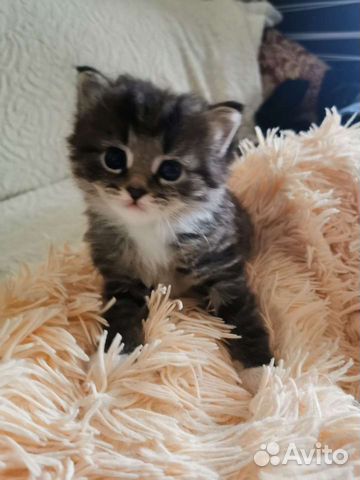 Сибирские котята