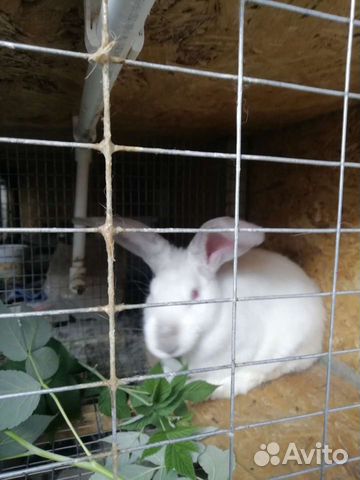 Обмен на крола