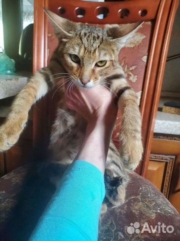 Крупный яркий мальчик чаузи ф3. Внук Болотной рыси