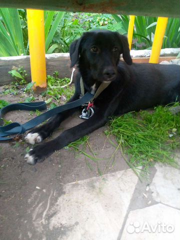 Собака в добрые руки