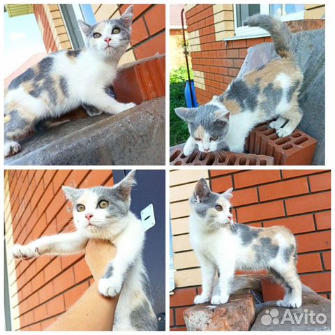 Котёнок