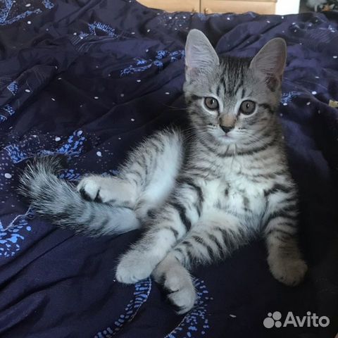 Котенок ищет дом