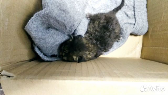 Котик ищет дом