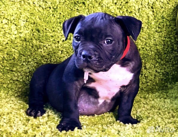 Американский булли - Черный Бумер