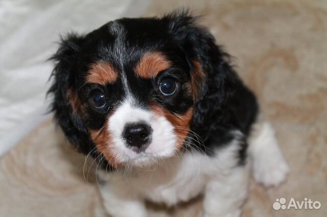 Мальчики ккчс