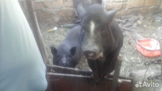 Вьетнамский вислобрюхий кабан