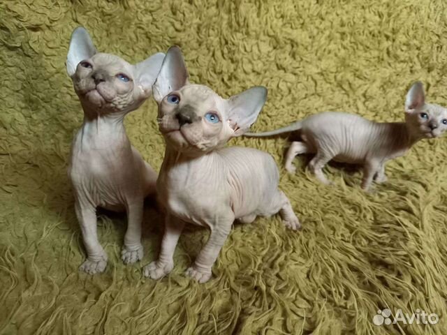 Канадский сфинкс