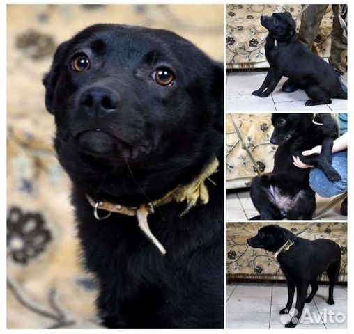 Собака девочка ищет дом