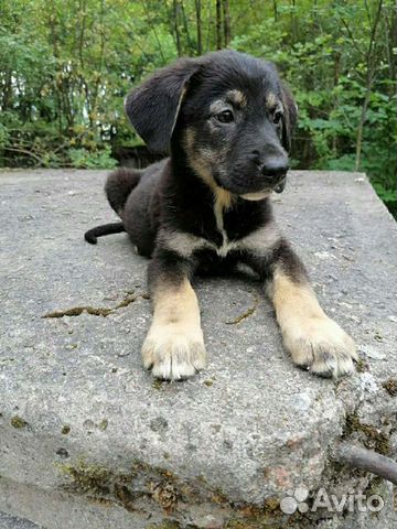 Малышка Сирень