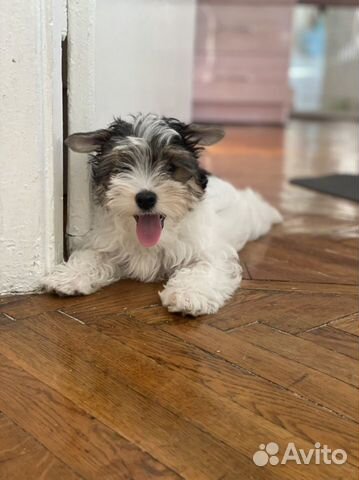 Щенки бивер йорка