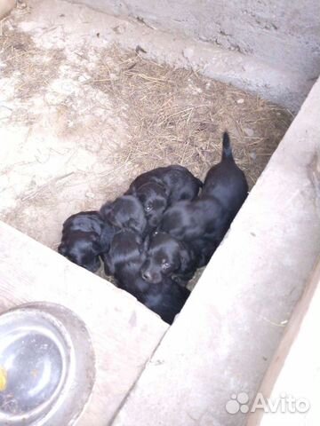 Продаются собаки