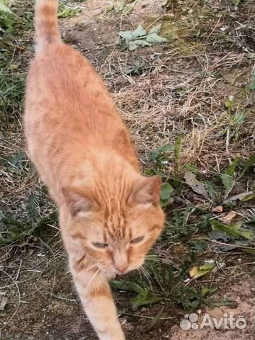 Рыжий кот, потеряшка, найден кот