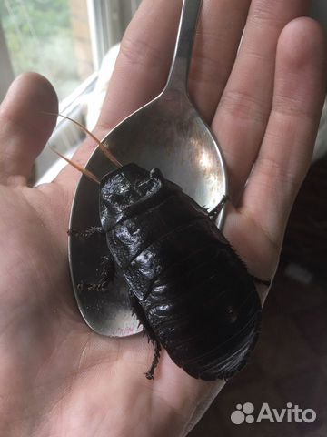 Тараканы мадагаскарские princisia vanwaerebeki