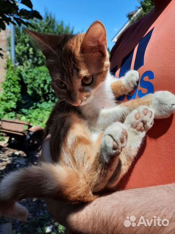 Котята в дар